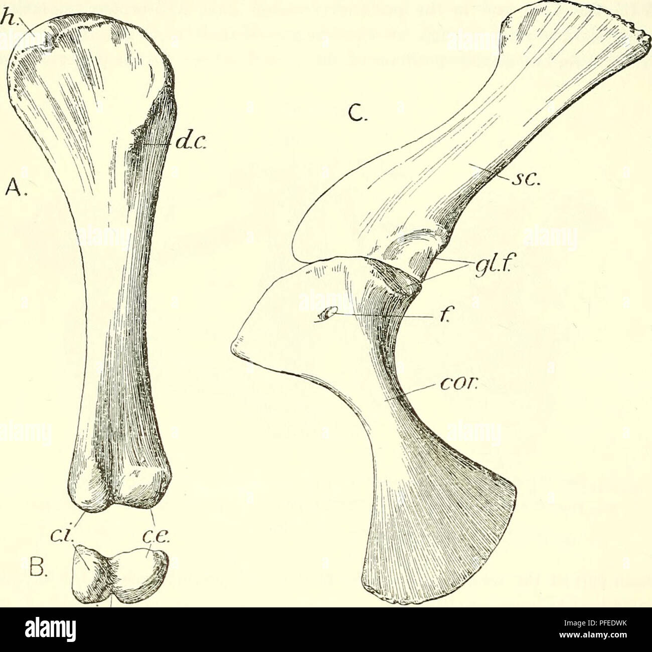 . A descriptive catalogue of the marine reptiles of the Oxford clay ...