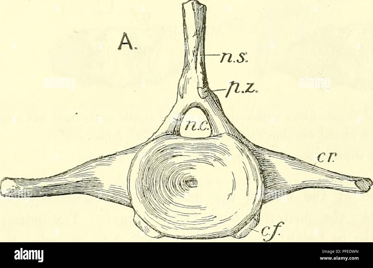 . A descriptive catalogue of the marine reptiles of the Oxford clay ...
