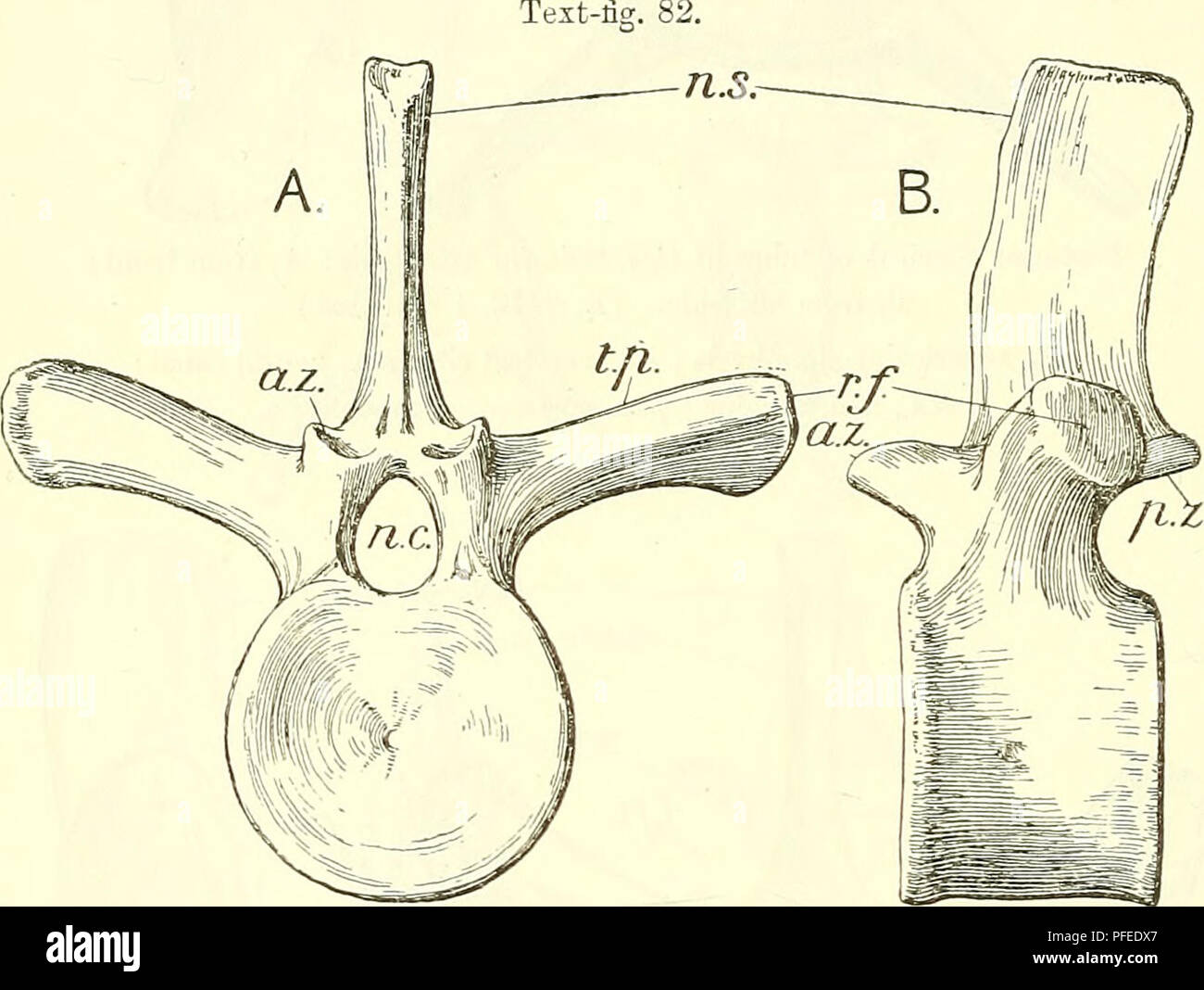 . A descriptive catalogue of the marine reptiles of the Oxford clay ...