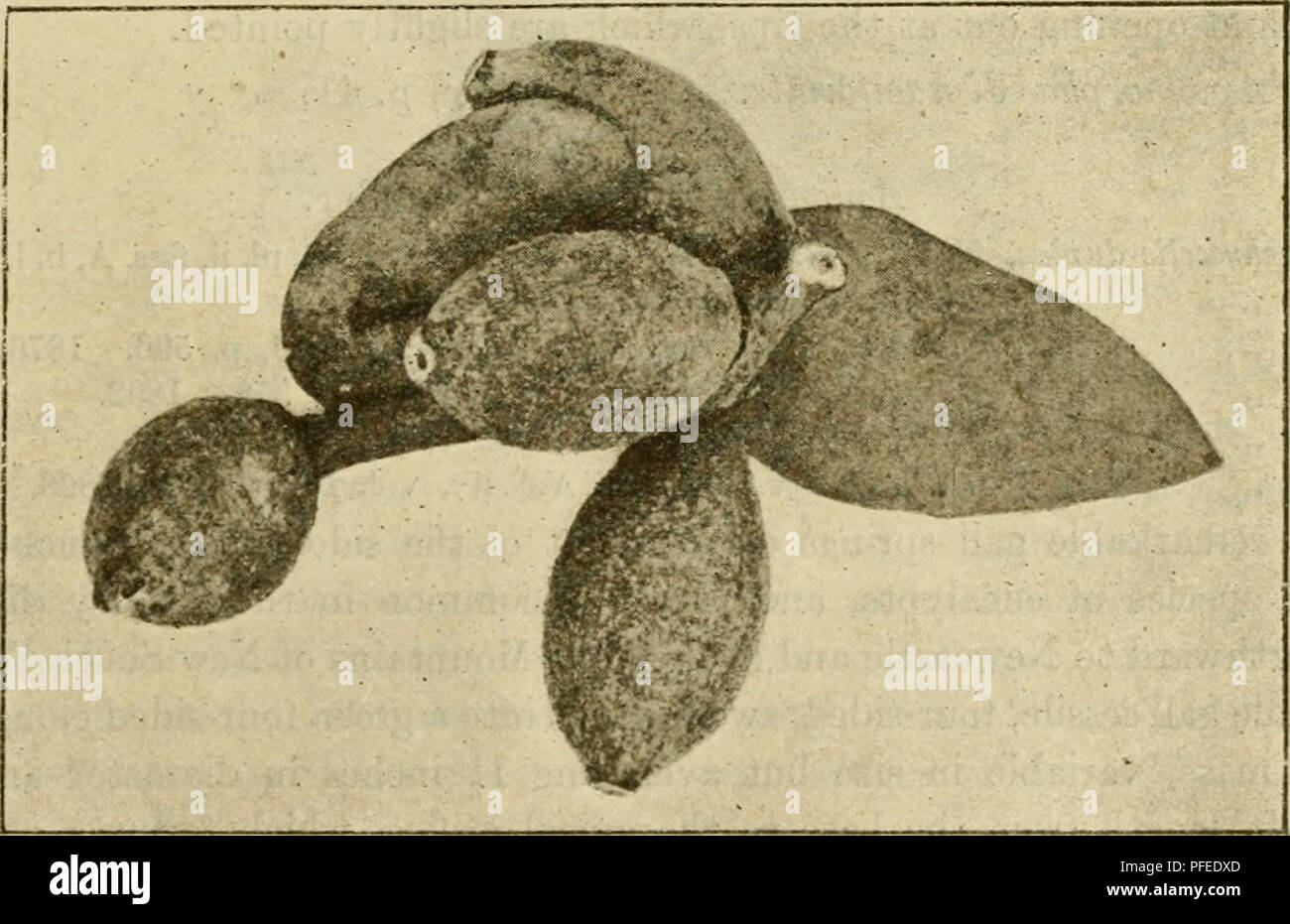 Galls from insects hi-res stock photography and images - Alamy