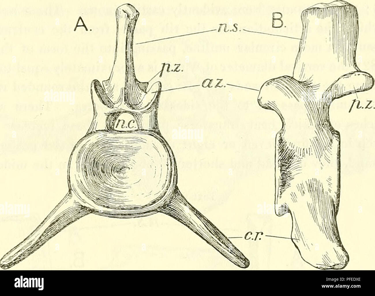 This image depicts the fossilized posterior cervical vertebra of ...