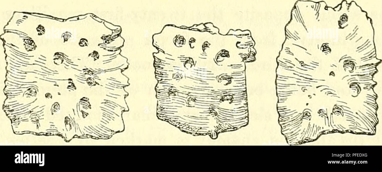 Steneosaurus High Resolution Stock Photography and Images - Alamy