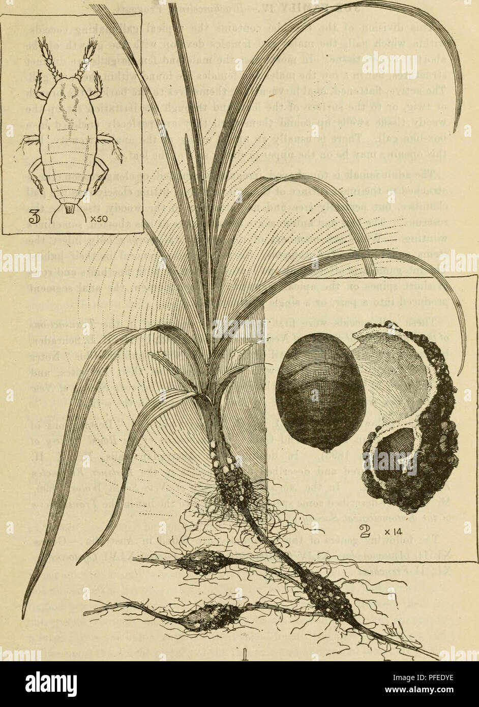 . A descriptive catalogue of the scale insects ("Coccidae") of ...