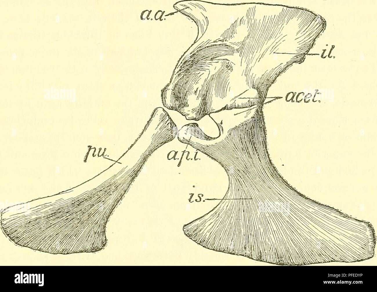Proximal humerus hi-res stock photography and images - Alamy