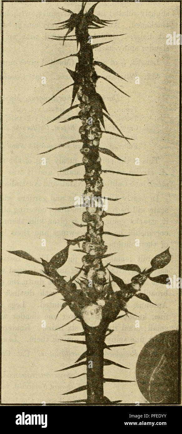 This catalog offers detailed descriptions of Australian scale insect ...