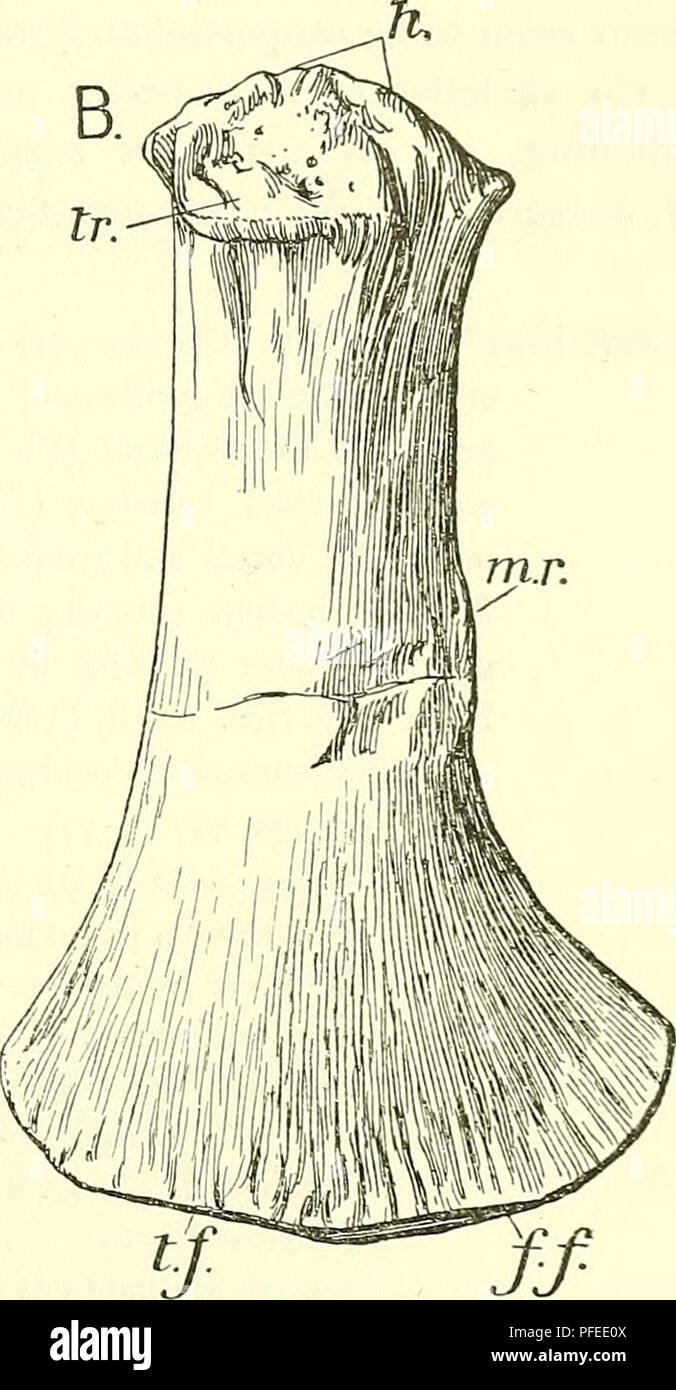 Fibula type hi-res stock photography and images - Alamy