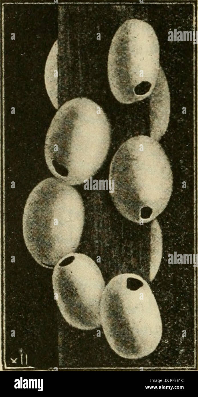 This catalogue provides detailed descriptions of scale insects found in ...