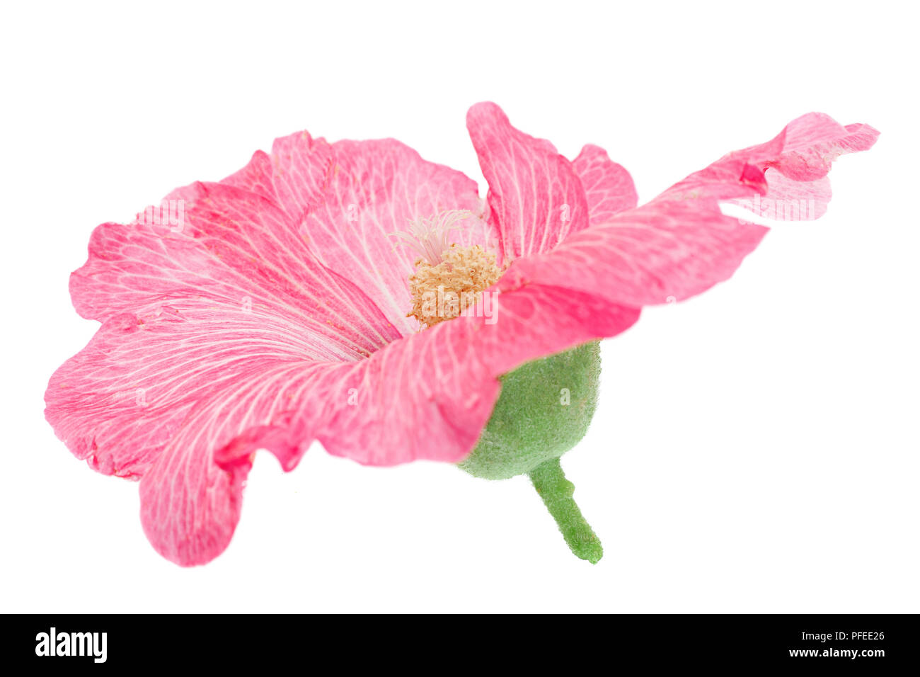 Mallow flower head closeup isolated on white background Stock Photo - Alamy