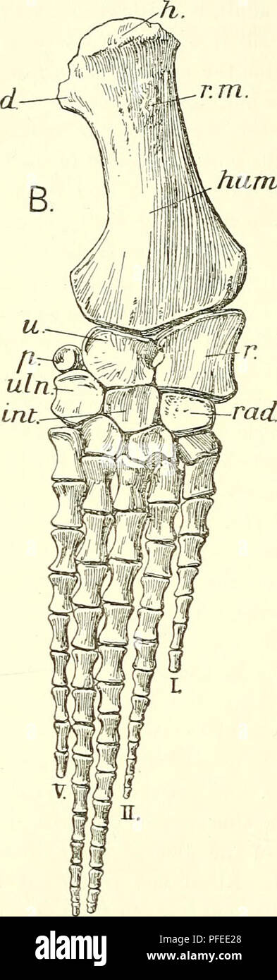 . A descriptive catalogue of the marine reptiles of the Oxford clay ...