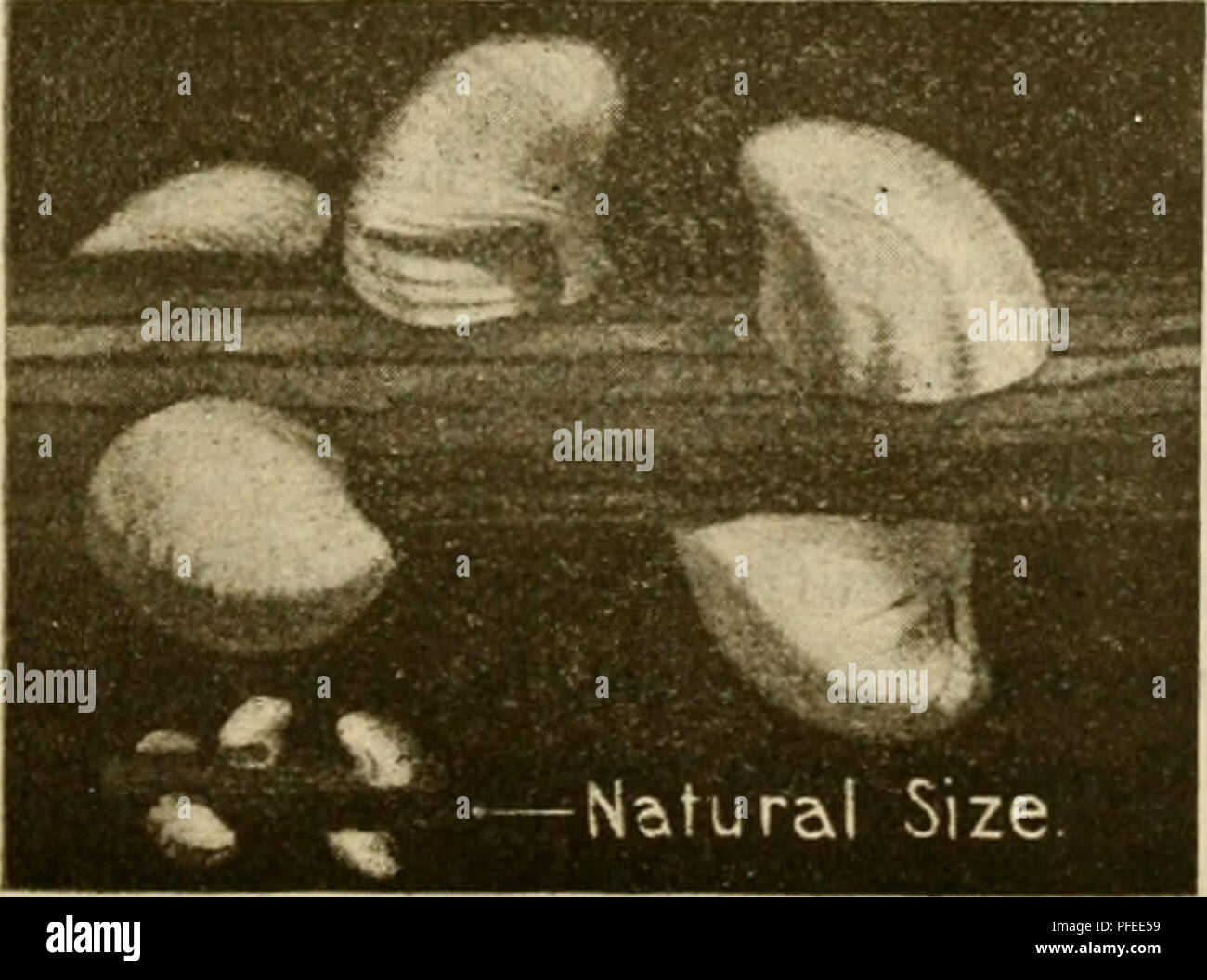 This catalogue presents a detailed classification of the scale insects ...