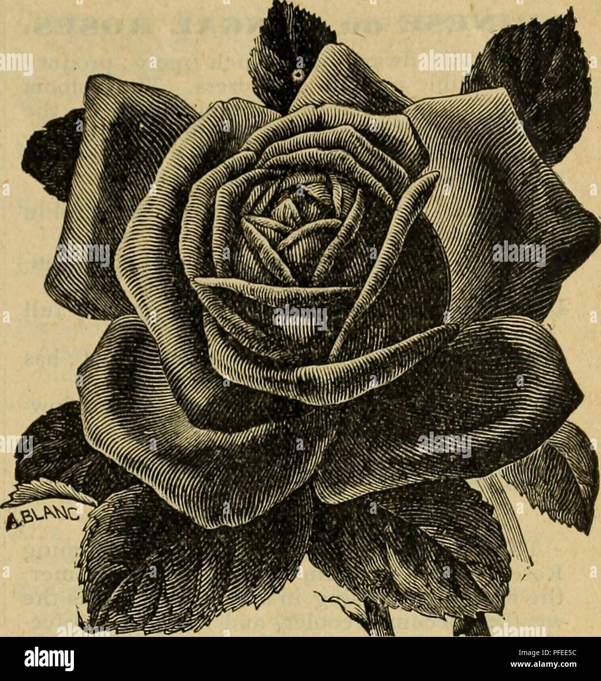 Safrano rose hi-res stock photography and images - Alamy