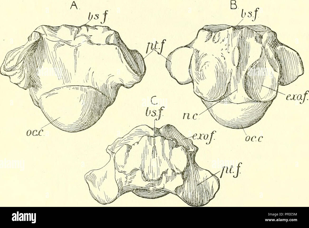 This image is part of a catalog of marine reptiles from the Oxford Clay ...
