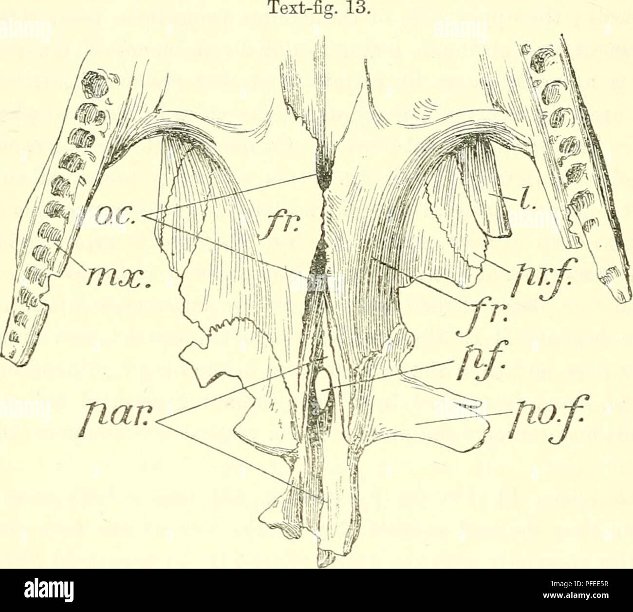 . A descriptive catalogue of the marine reptiles of the Oxford clay ...