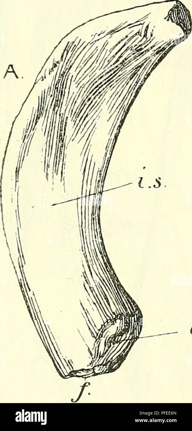 Forming fossil collection hi-res stock photography and images - Alamy