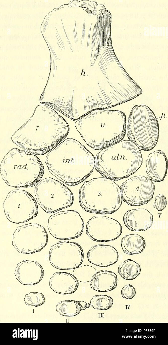 Humerus fossil hi-res stock photography and images - Alamy
