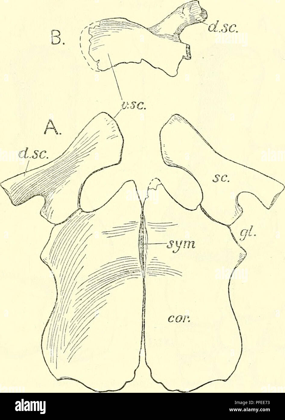 . A descriptive catalogue of the marine reptiles of the Oxford clay ...