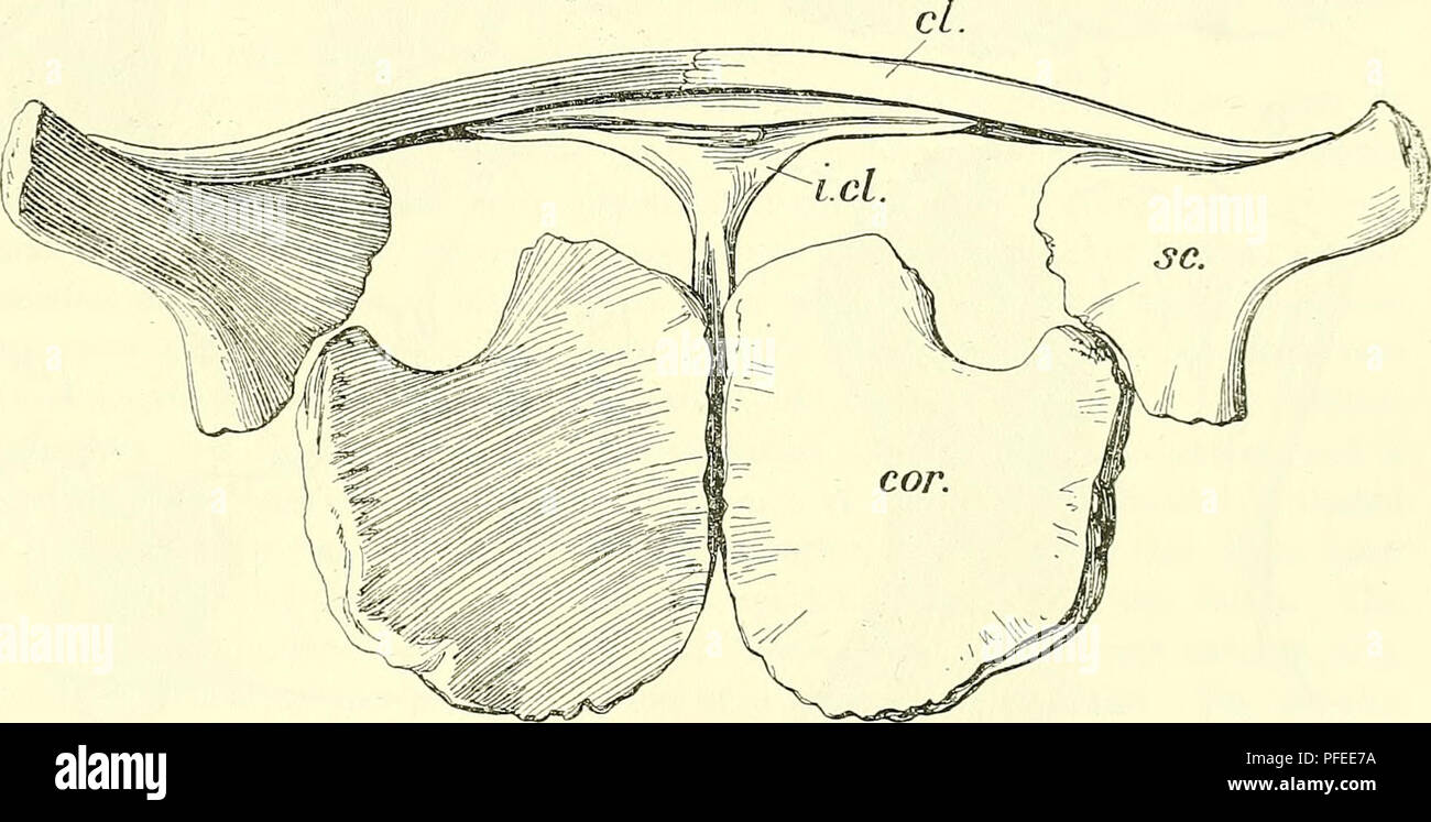 Right humerus hi-res stock photography and images - Alamy