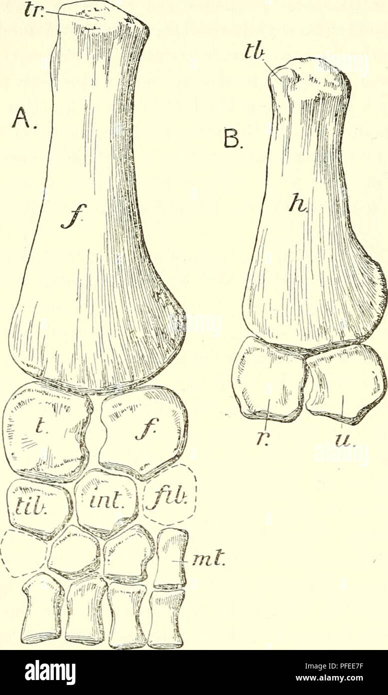 Proximal humerus hi-res stock photography and images - Alamy