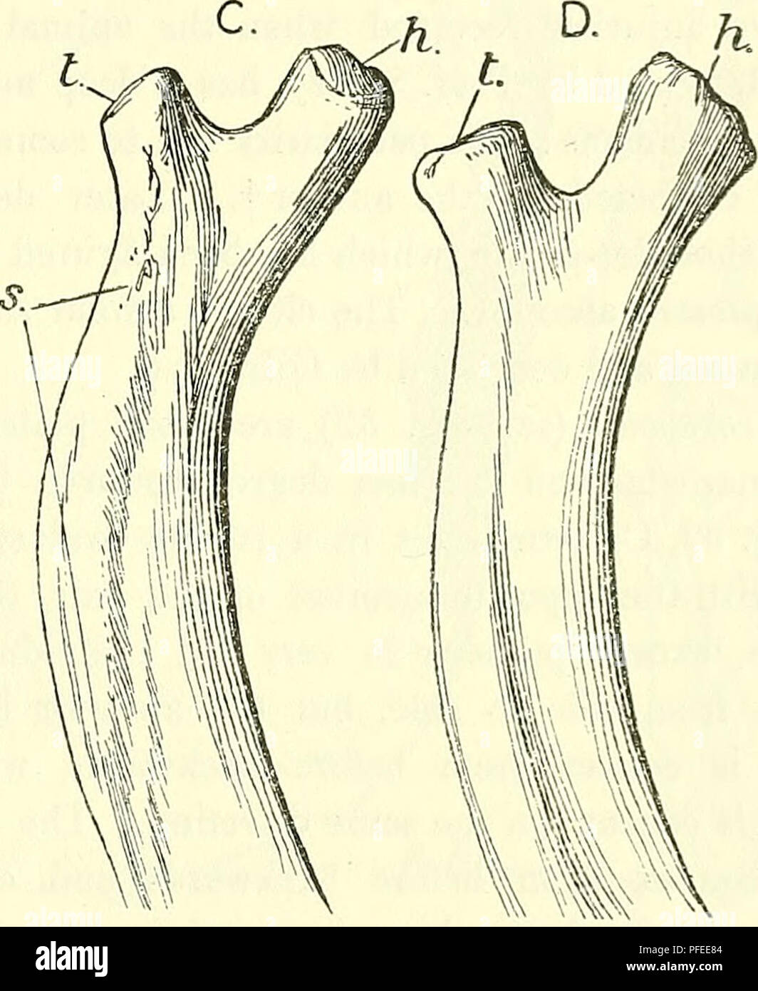 Dorsal tubercle hi-res stock photography and images - Alamy