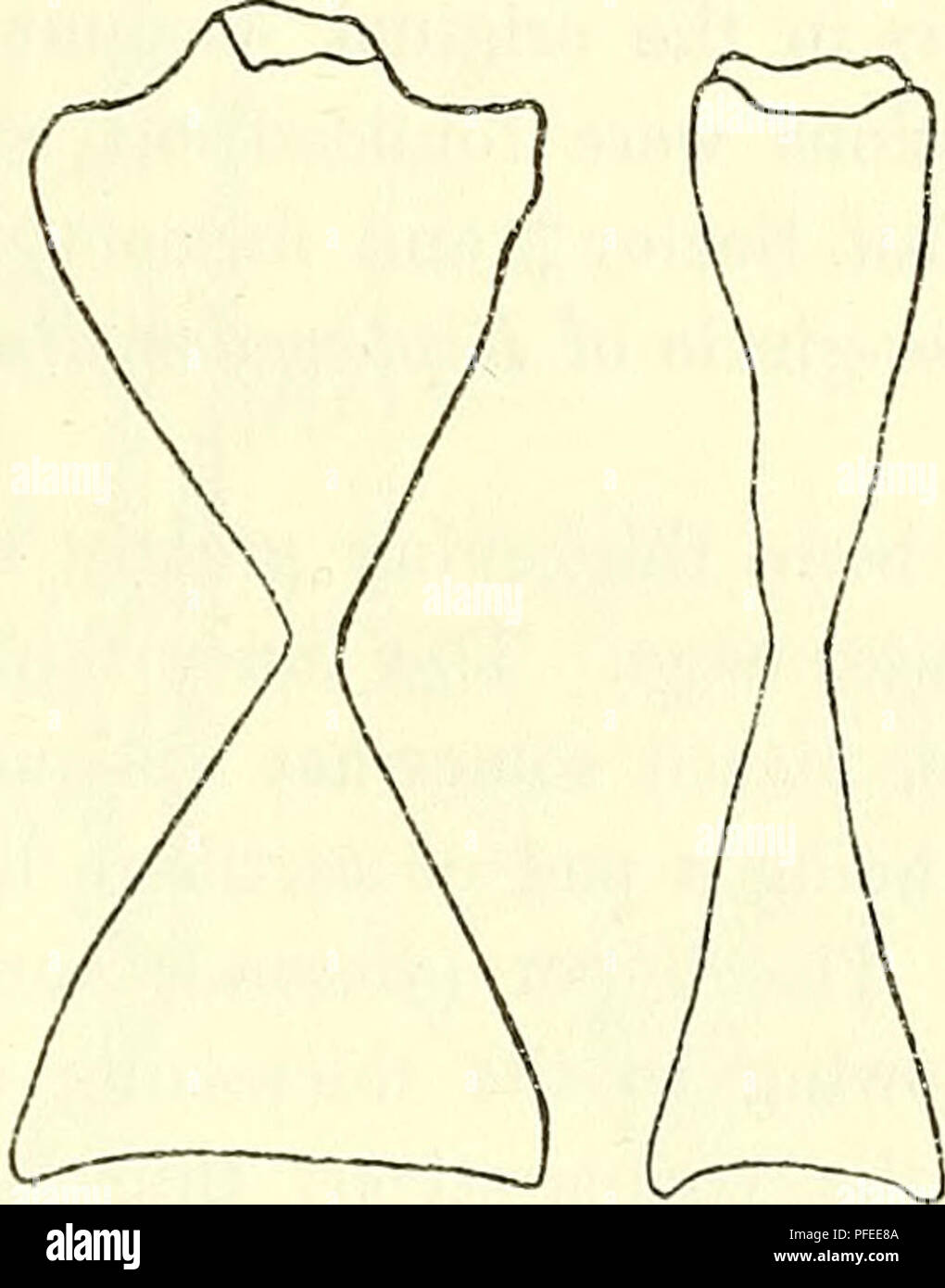 Detailed anatomical features highlighted hi-res stock photography and ...