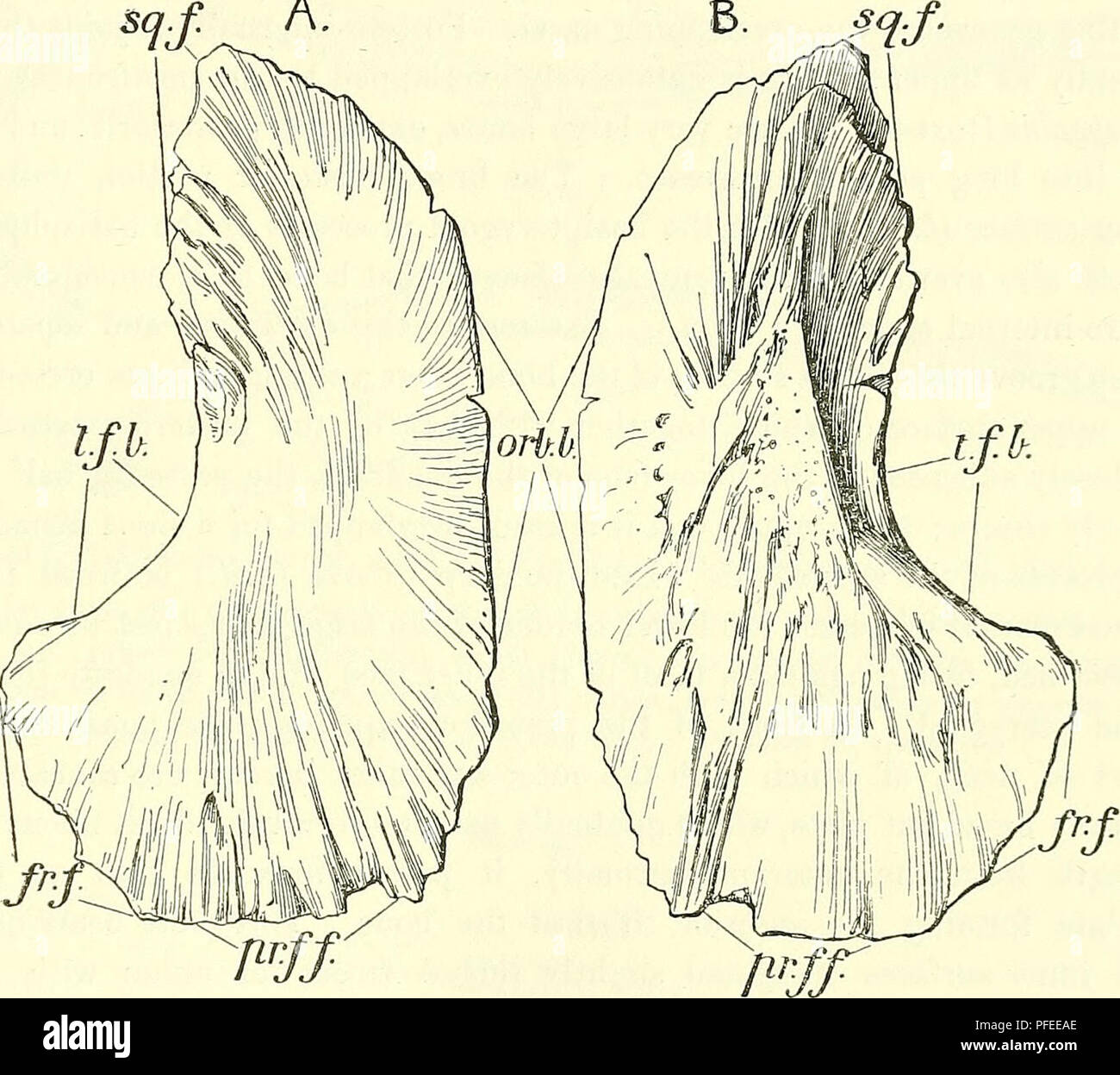 . A descriptive catalogue of the marine reptiles of the Oxford clay ...