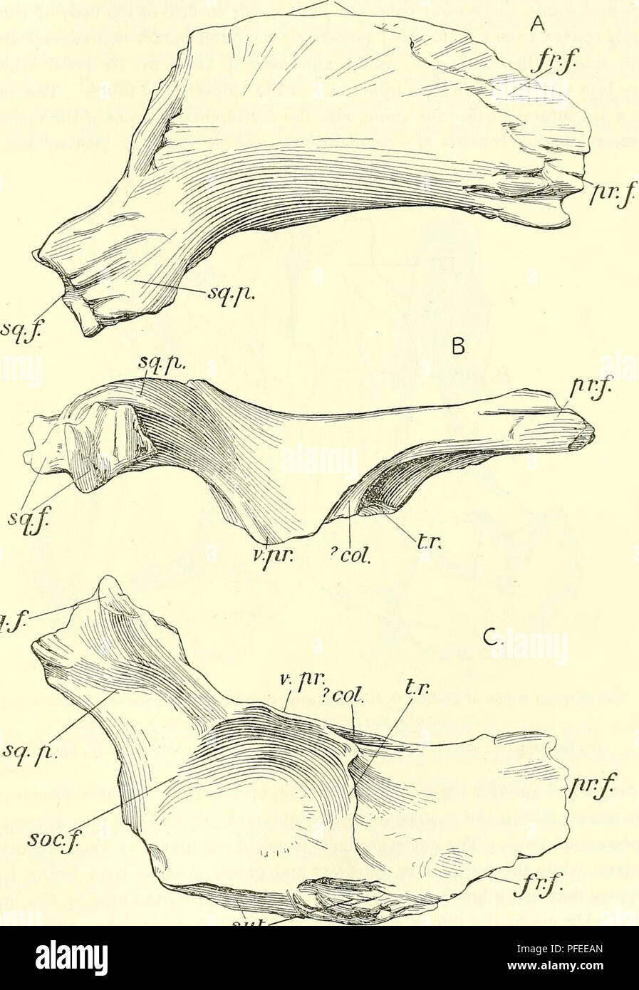 The illustration shows detailed views of Ophthalmosaurus fossils ...