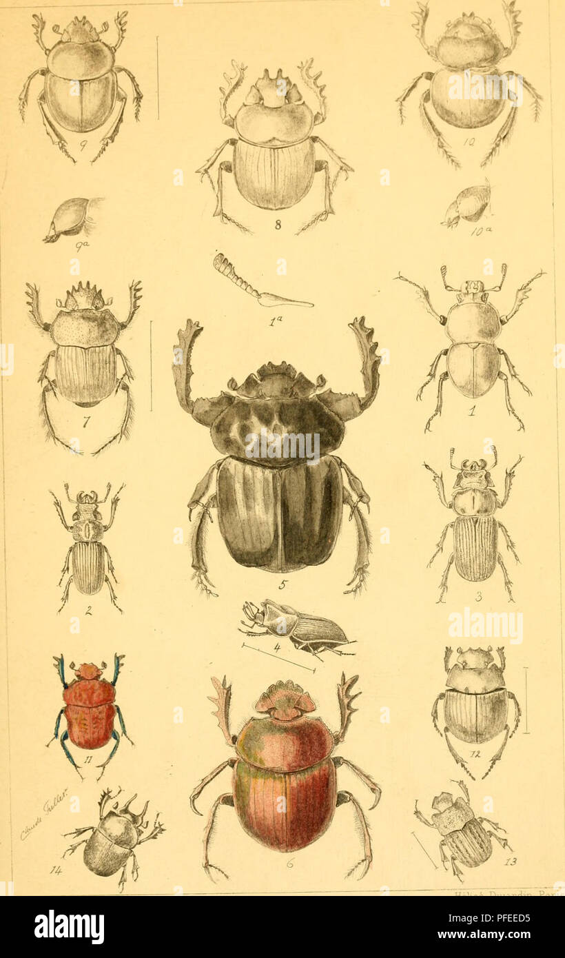 Galenus hi-res stock photography and images - Alamy