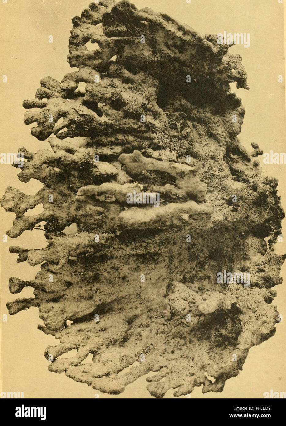 This catalogue provides a comprehensive description of sponge species ...