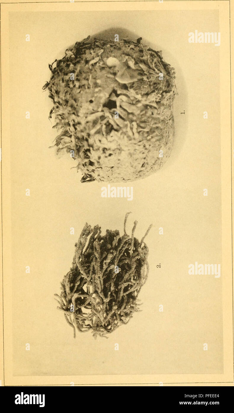 This catalog features various sponge species housed in the Australian ...