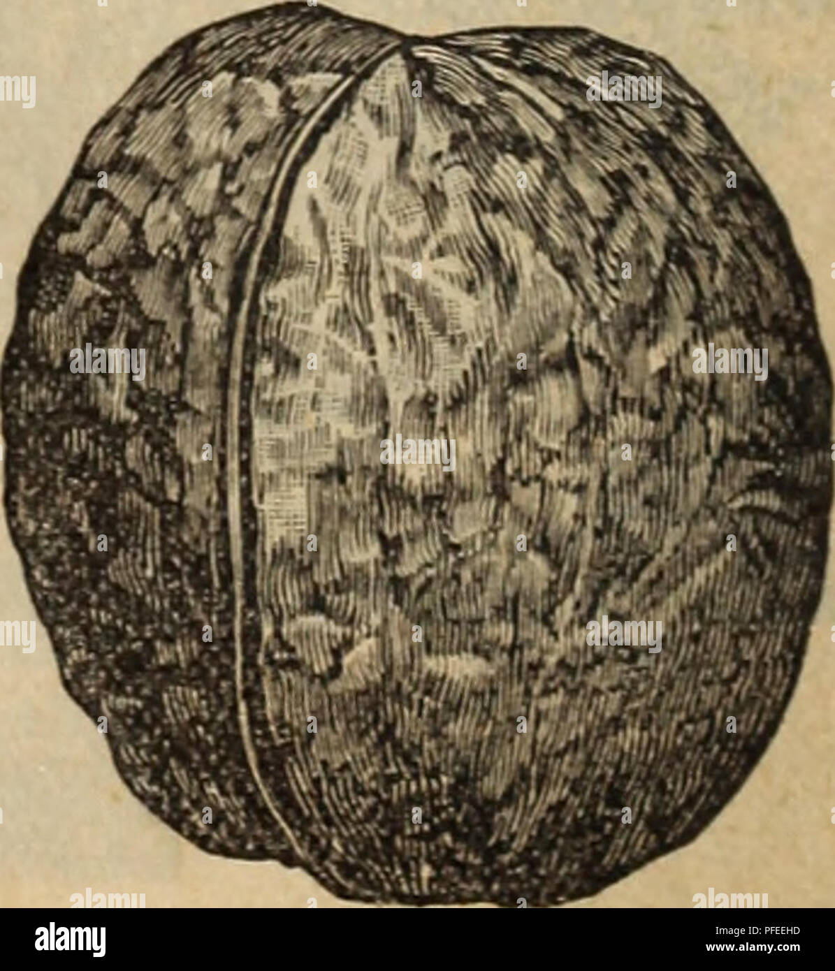 . Descriptive and illustrated catalogue of fruit trees, ornamental ...