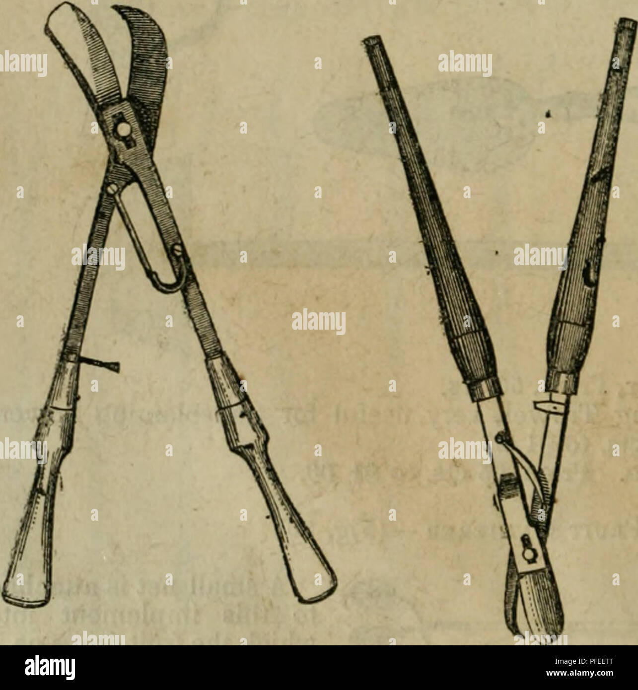 Planting of figs hi-res stock photography and images - Alamy