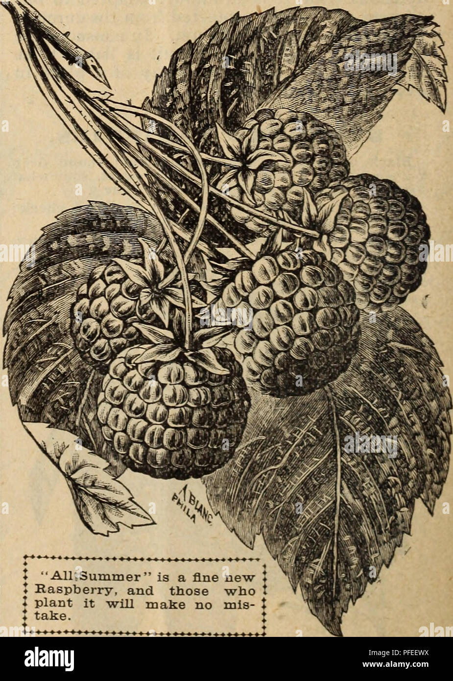 Catalogs tree hi-res stock photography and images - Alamy