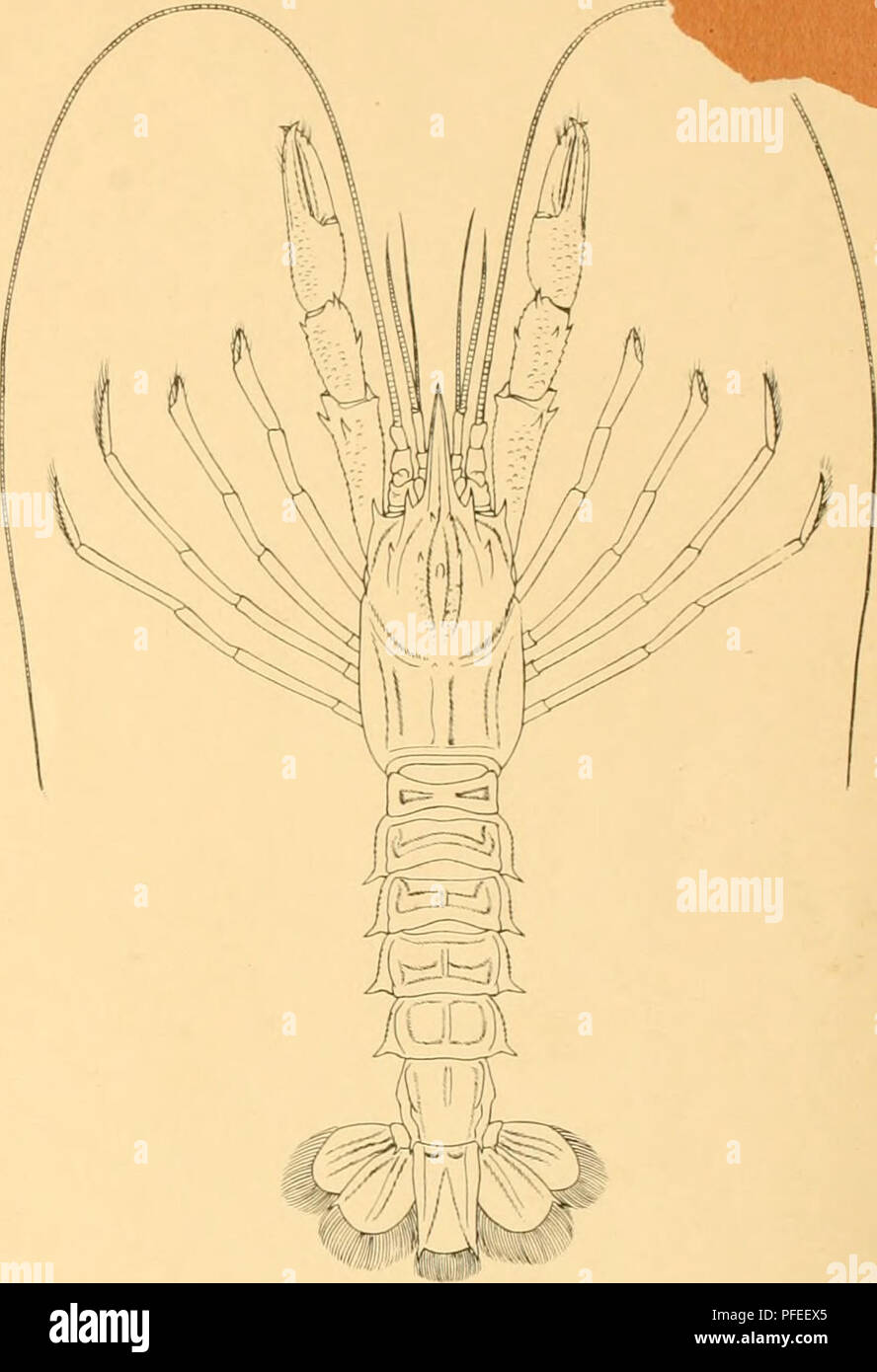 A detailed catalogue describing various species of deep-sea crustaceans ...