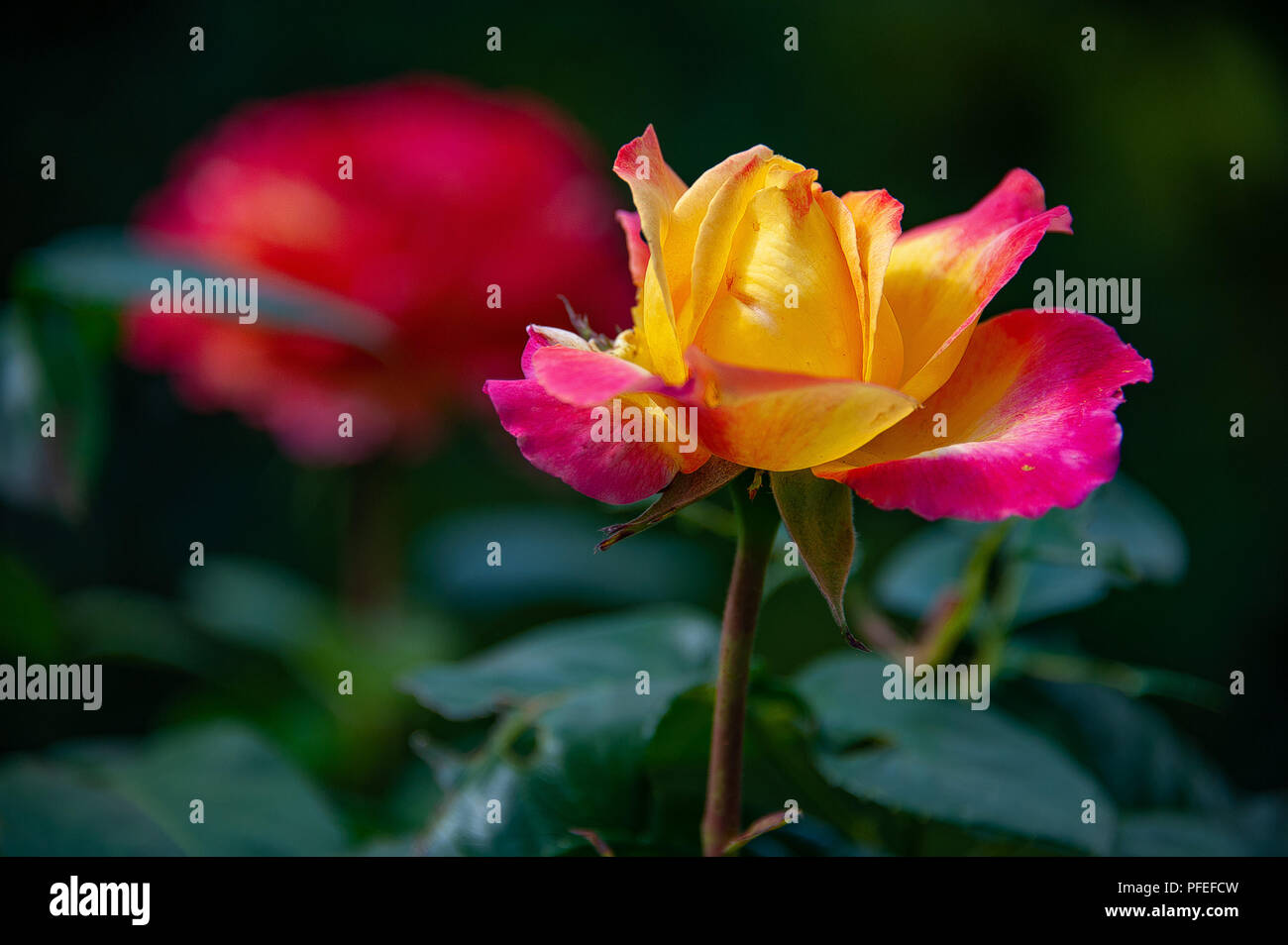 Yellow and Pink Rose. Multicolored Hybrid Rose Stock Photo - Alamy