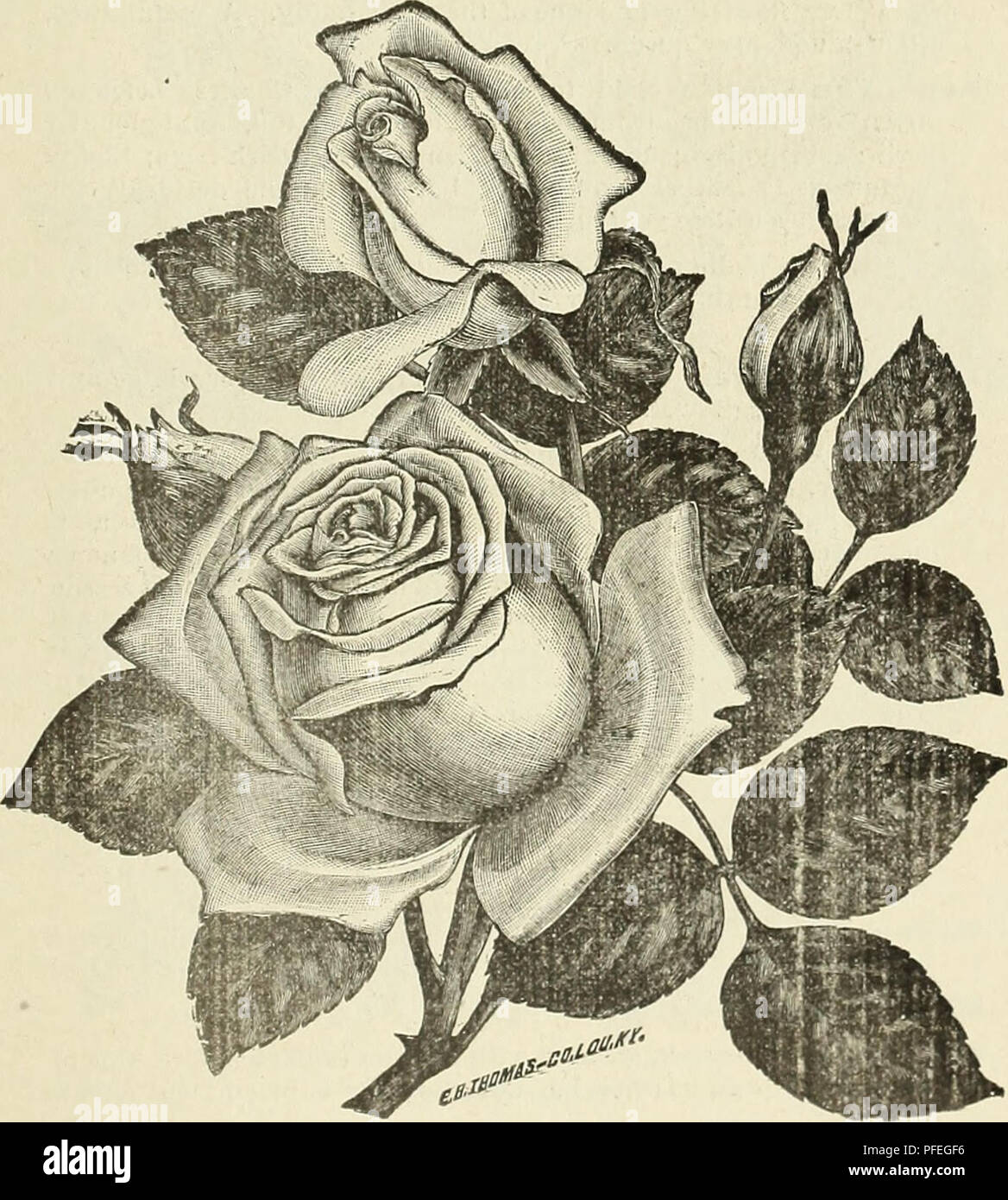 This catalog from Dayton Star Nurseries offers a range of fruit and ...