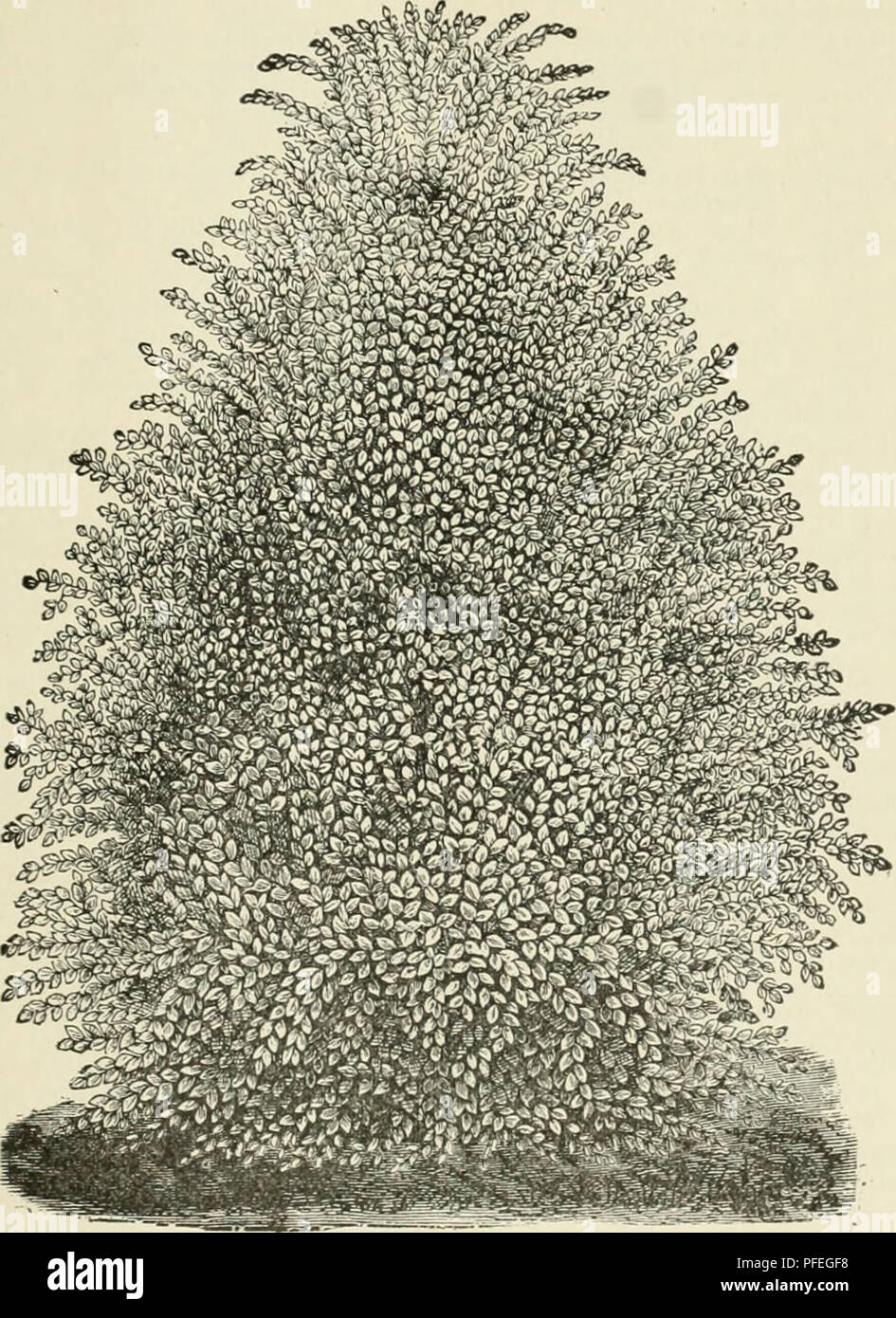 . Descriptive catalogue of fruit and ornamental trees : grapes, roses ...