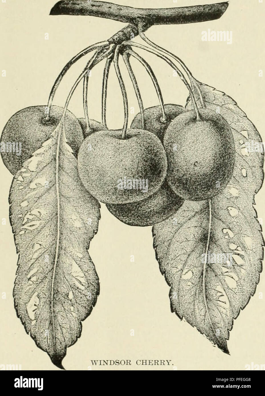This catalog offers a detailed listing of fruit and ornamental trees ...