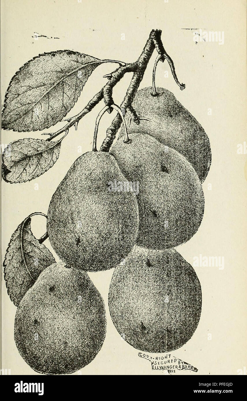 A catalogue from Dayton Star Nurseries by Hoover & Gaines Co, detailing ...