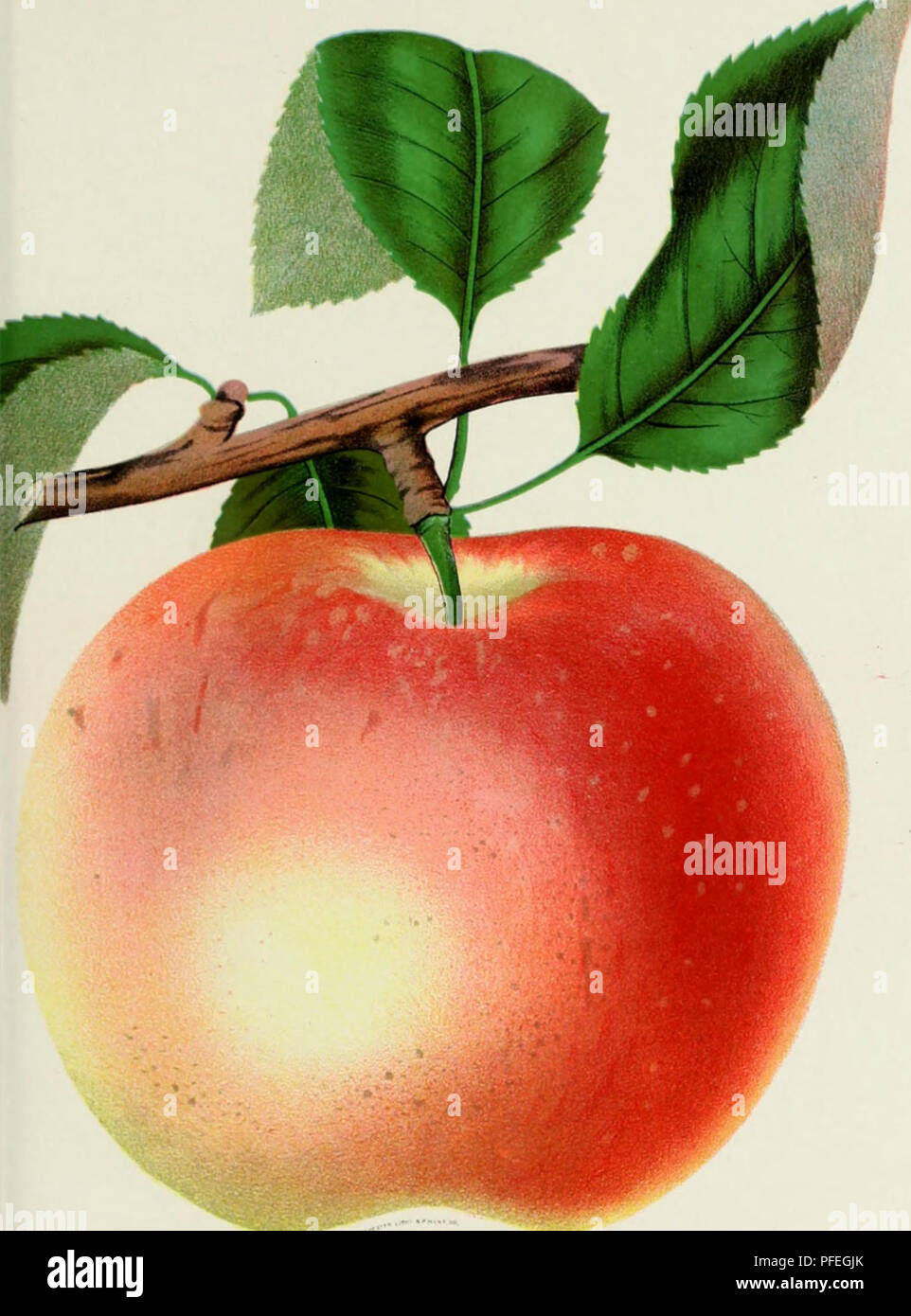 This horticultural catalog from Dayton Star Nurseries provides detailed ...