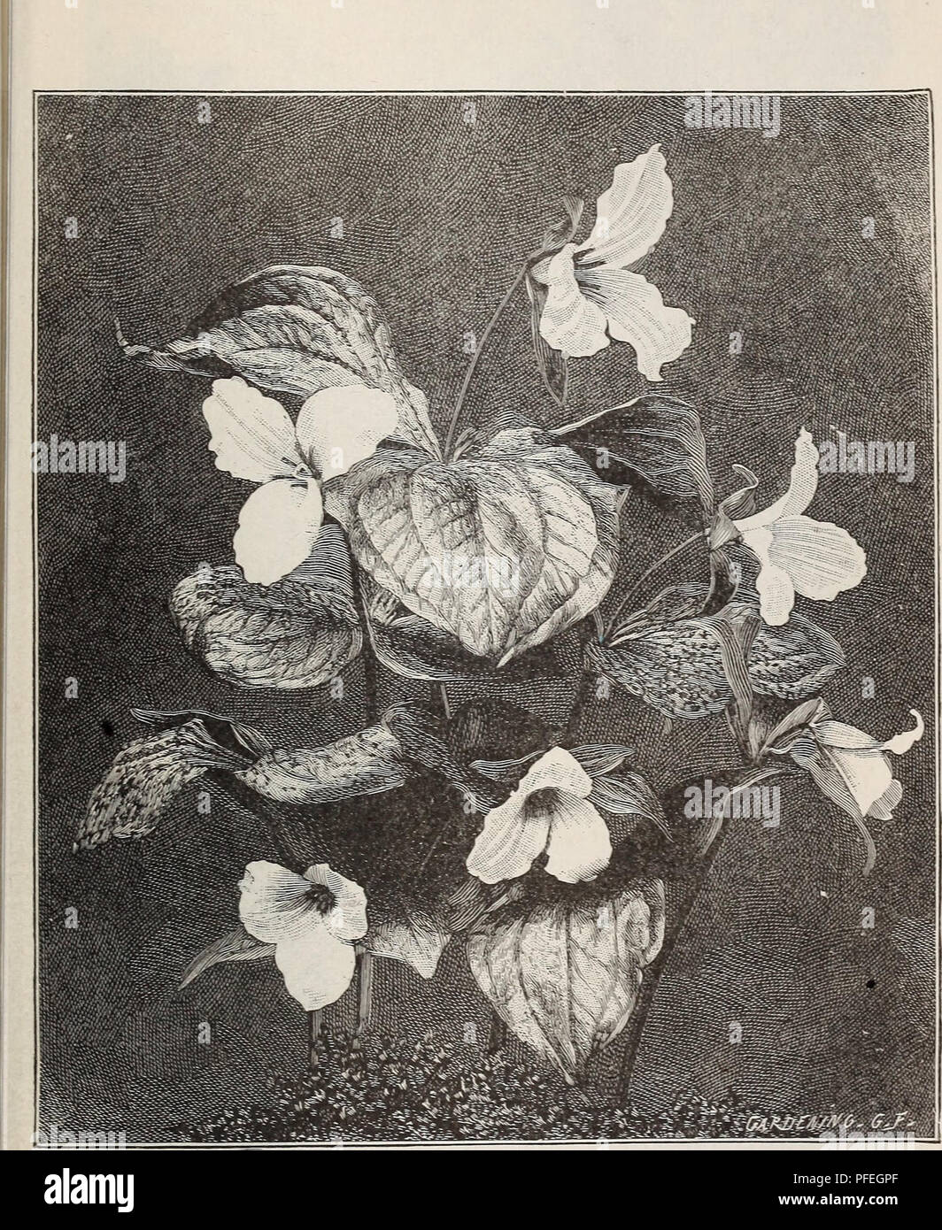 Trillium seedlings hi-res stock photography and images - Alamy