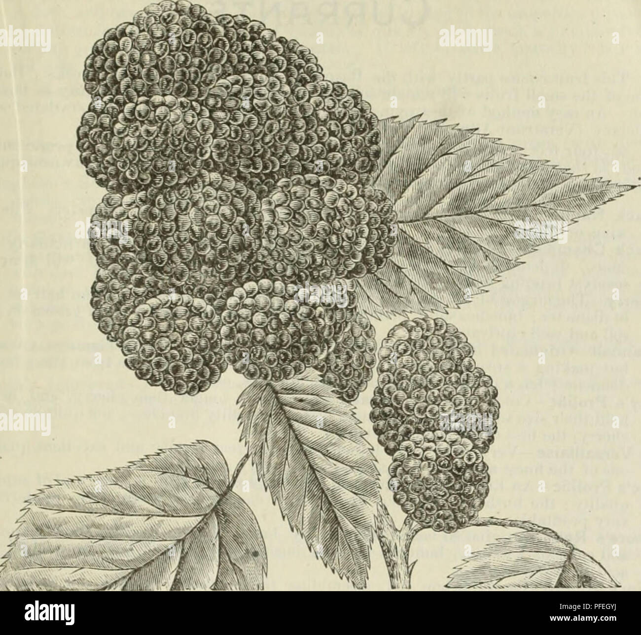 . Descriptive and illustrated catalogue : fruit and ornamental trees ...