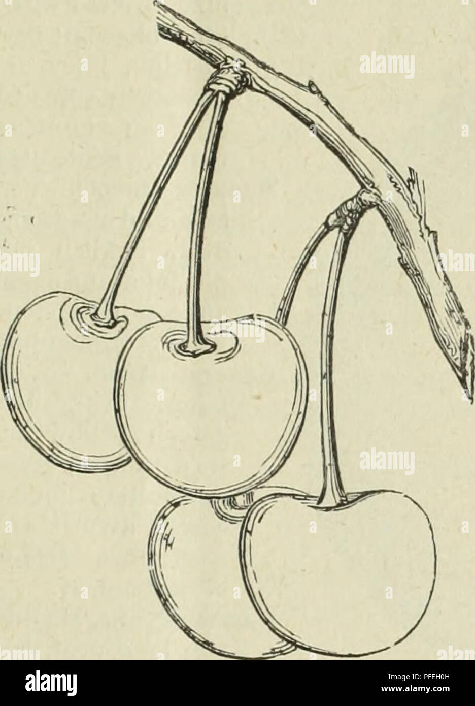 This catalog offers a comprehensive list of fruit trees, ornamental ...