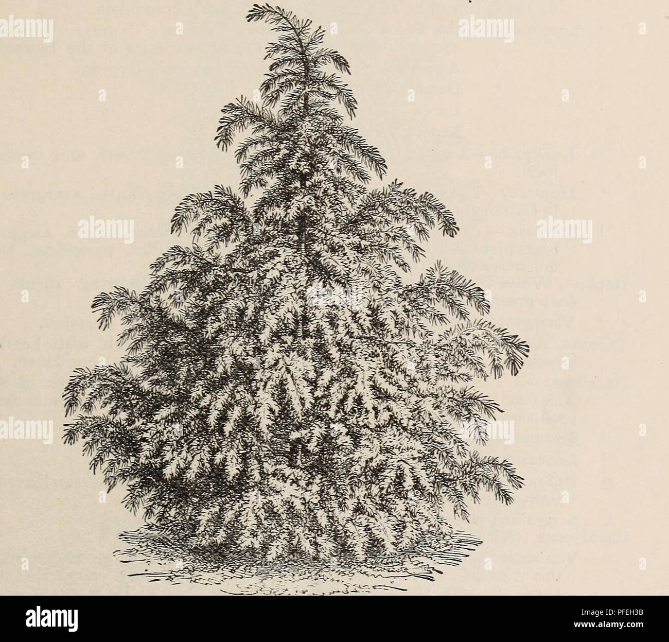 Evergreen tree with drooping branches hi-res stock photography and ...