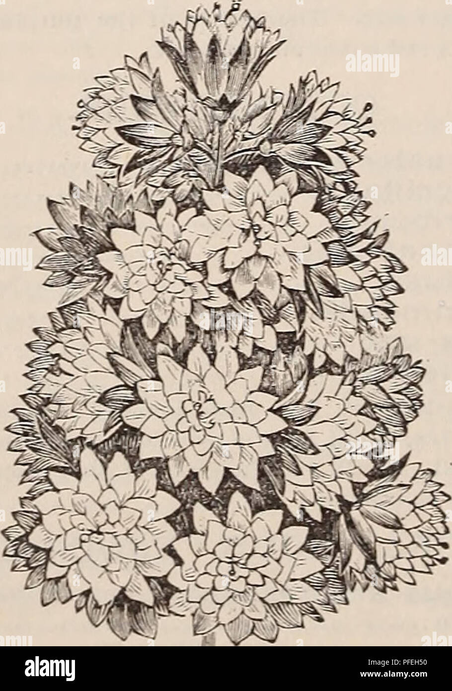 This catalog provides detailed descriptions of trees, shrubs, and vines ...