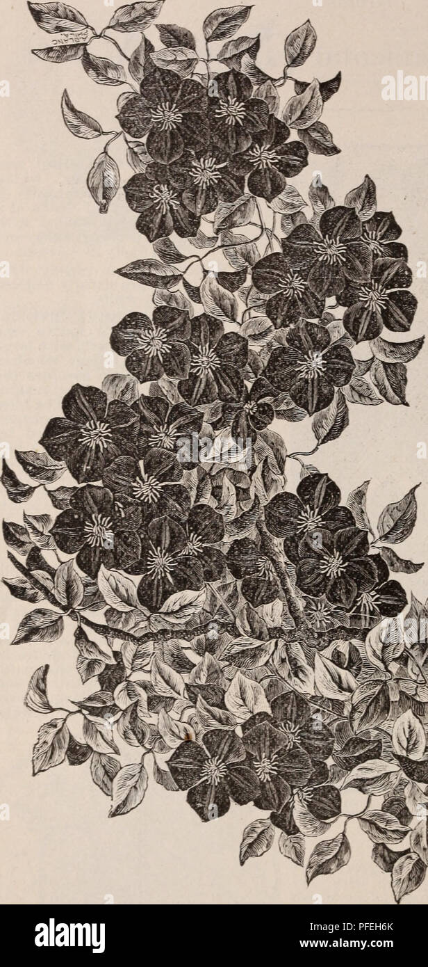 This catalog from Stobers & Harrison Co. includes a detailed list of ...