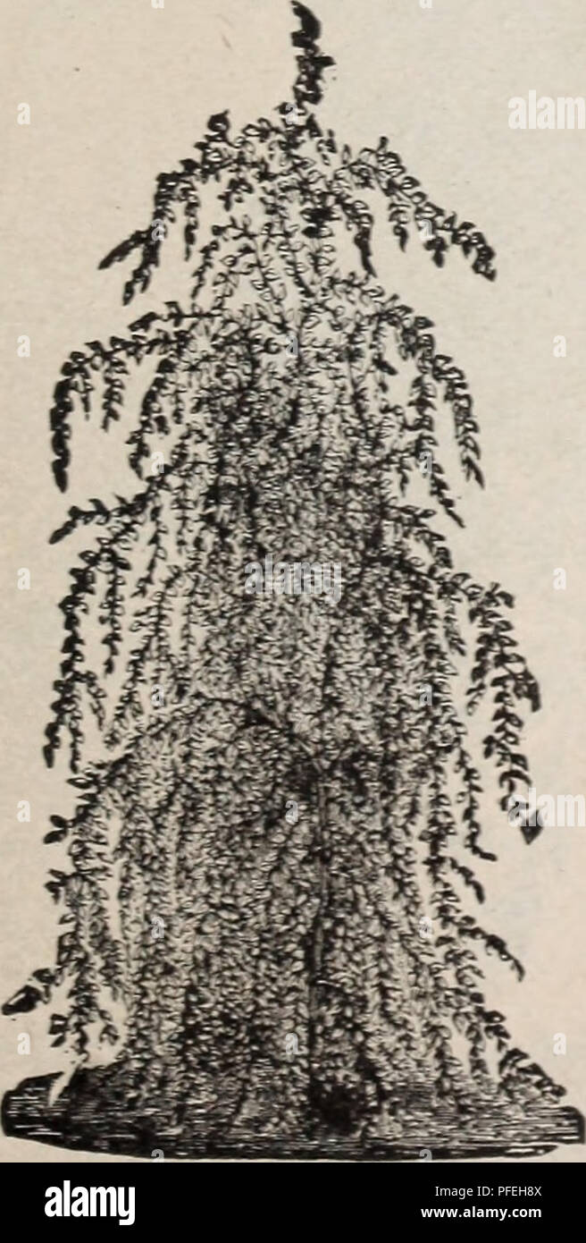 This catalog offers detailed descriptions of a variety of fruit and ...