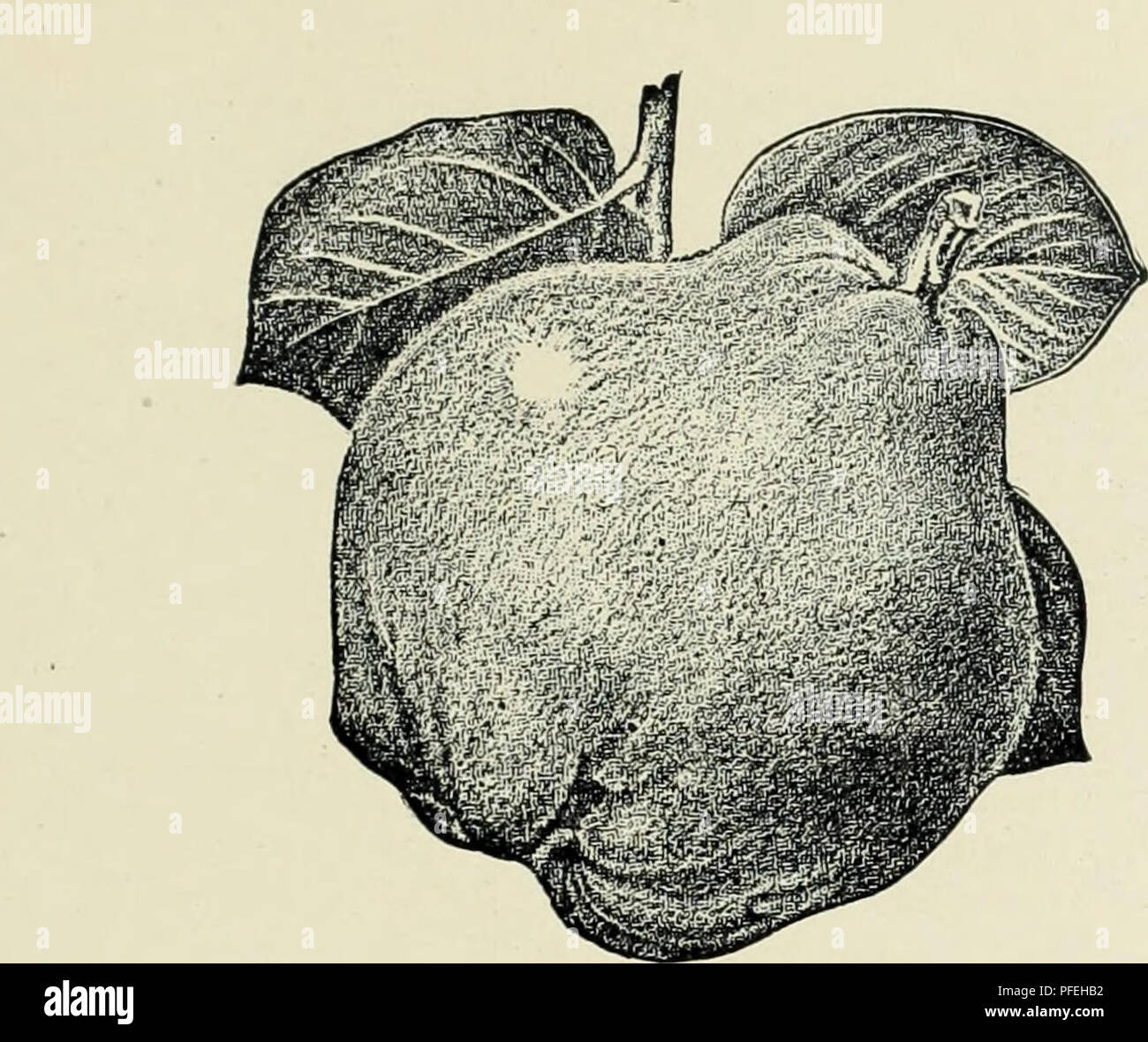 The catalogue offers descriptions of quinces, emphasizing their ...
