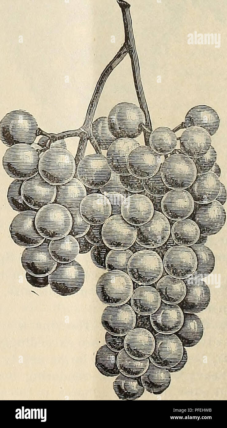 This catalog provides a detailed list of fruit trees, evergreen plants ...