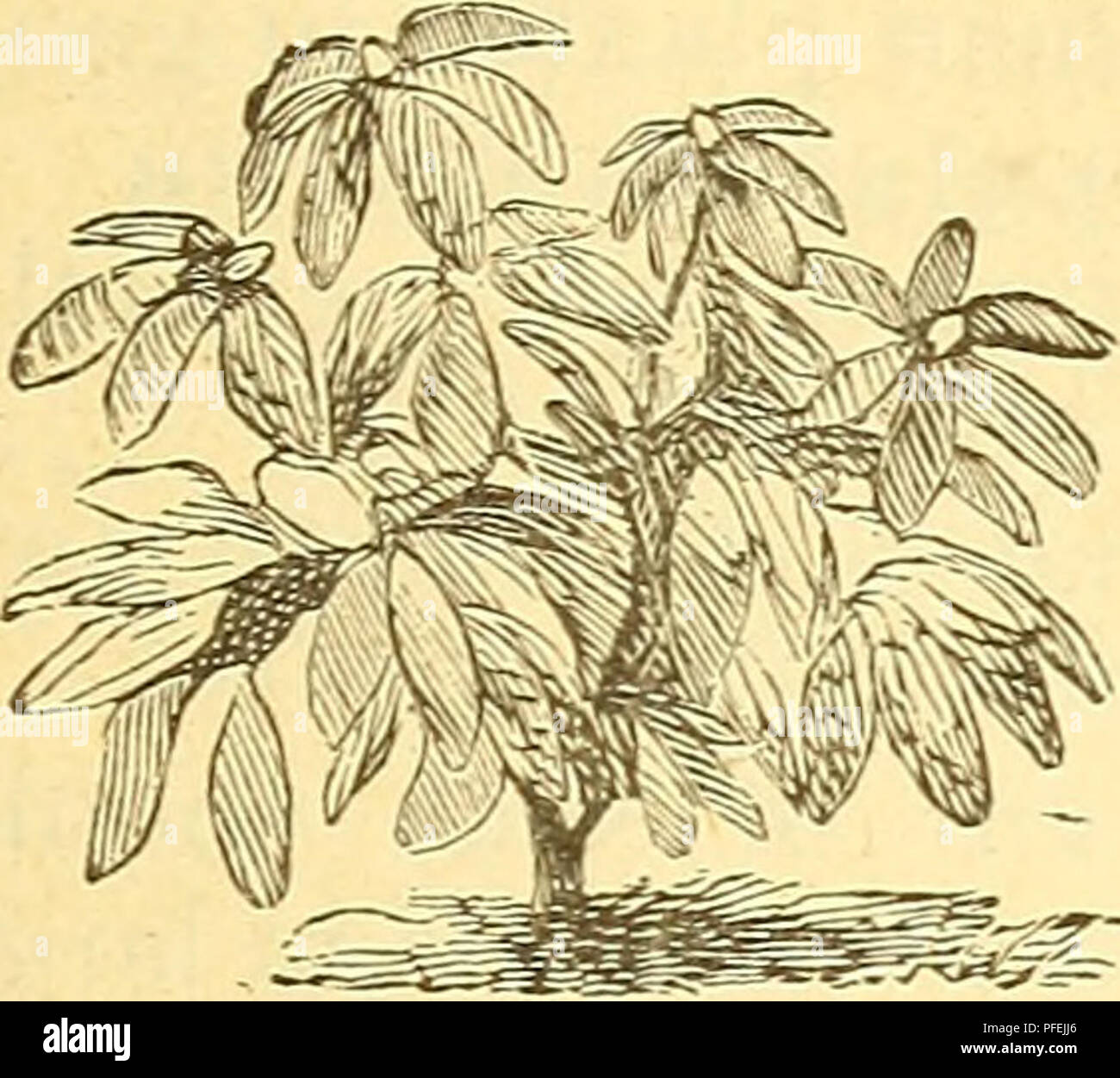 Labrador tea leaves hi-res stock photography and images - Alamy