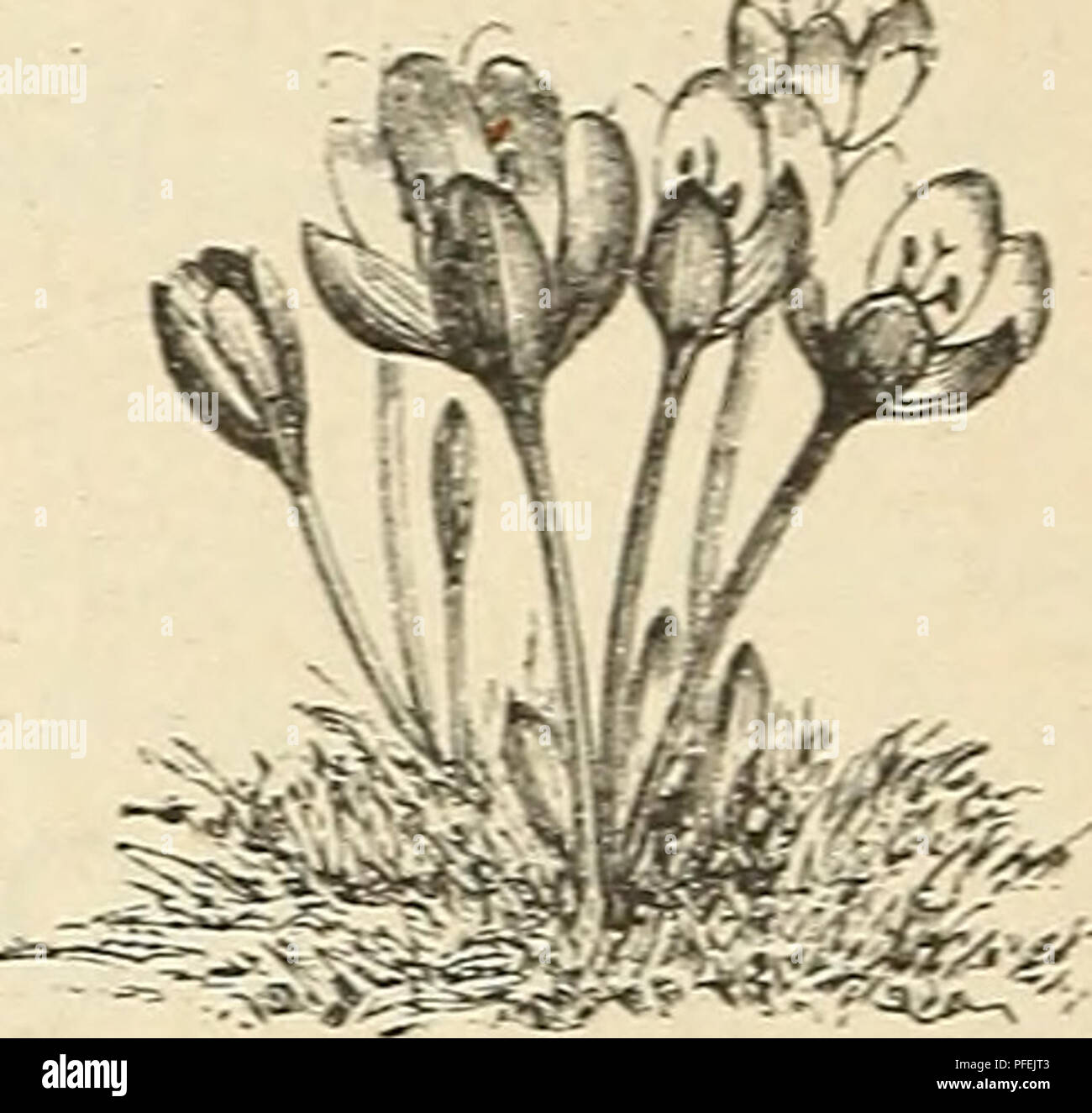 This catalog features a wide range of ornamental plants, including the ...